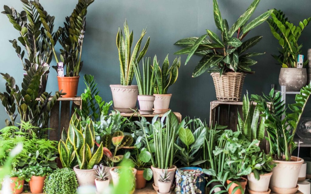 IELTS Speaking Part 1,2,3: Plants & Gardening - Sample Answer